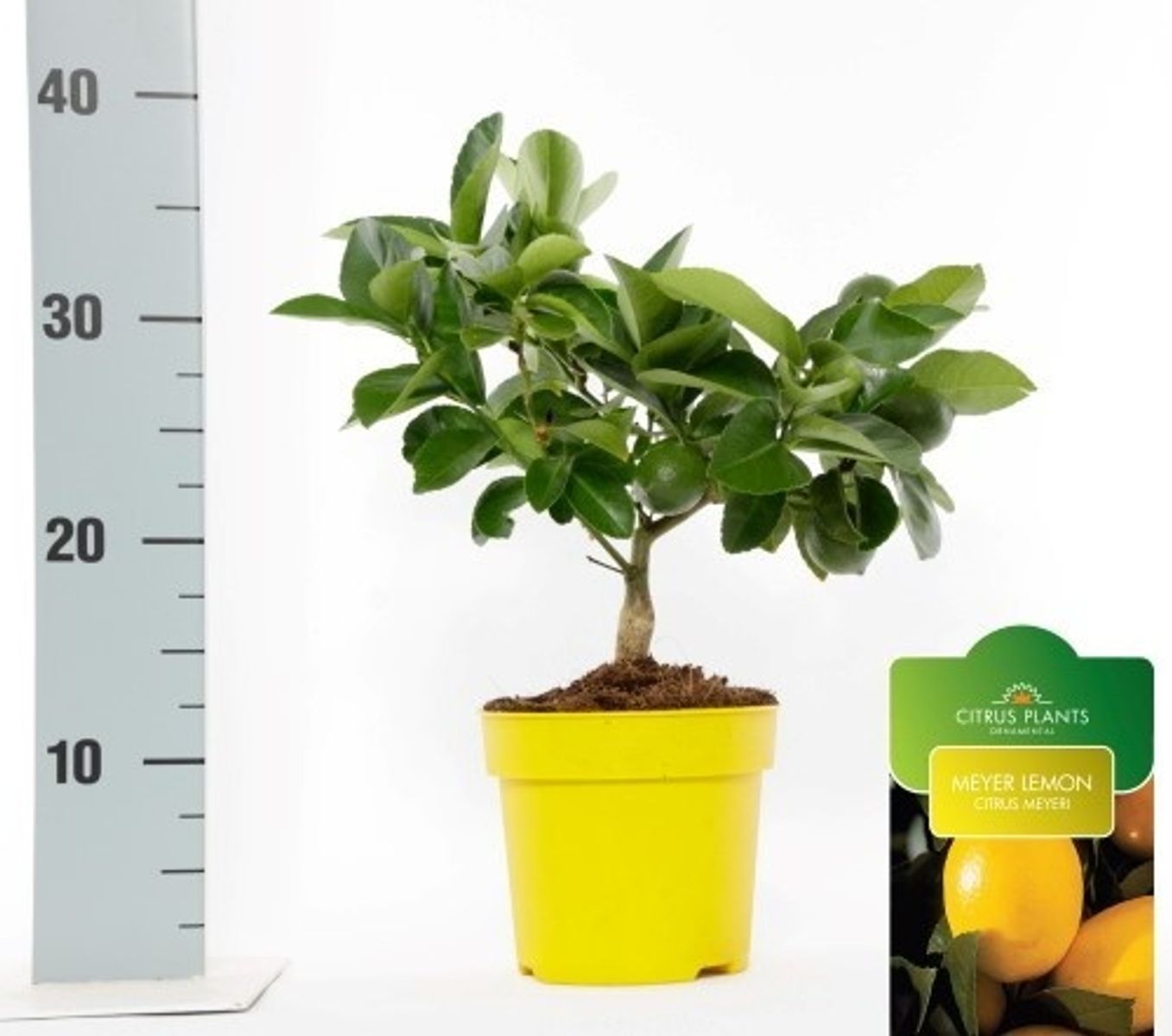 Citrus x meyeri 'Meyer' — Plant Wholesale FlorAccess