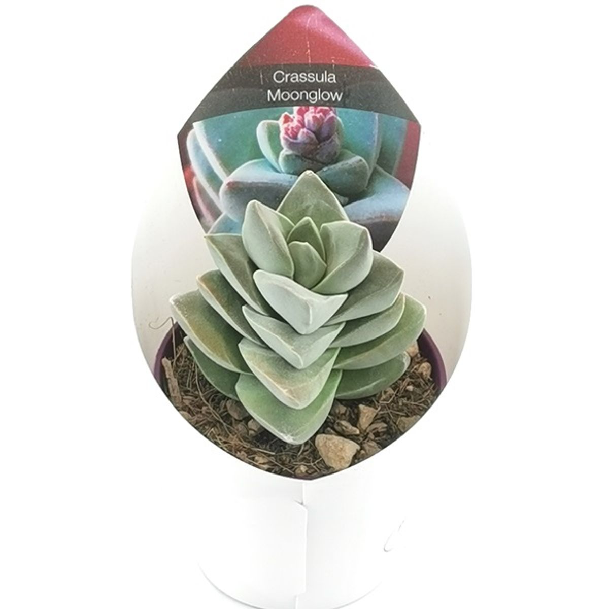 Crassula 'Moonglow' — Plant Wholesale FlorAccess
