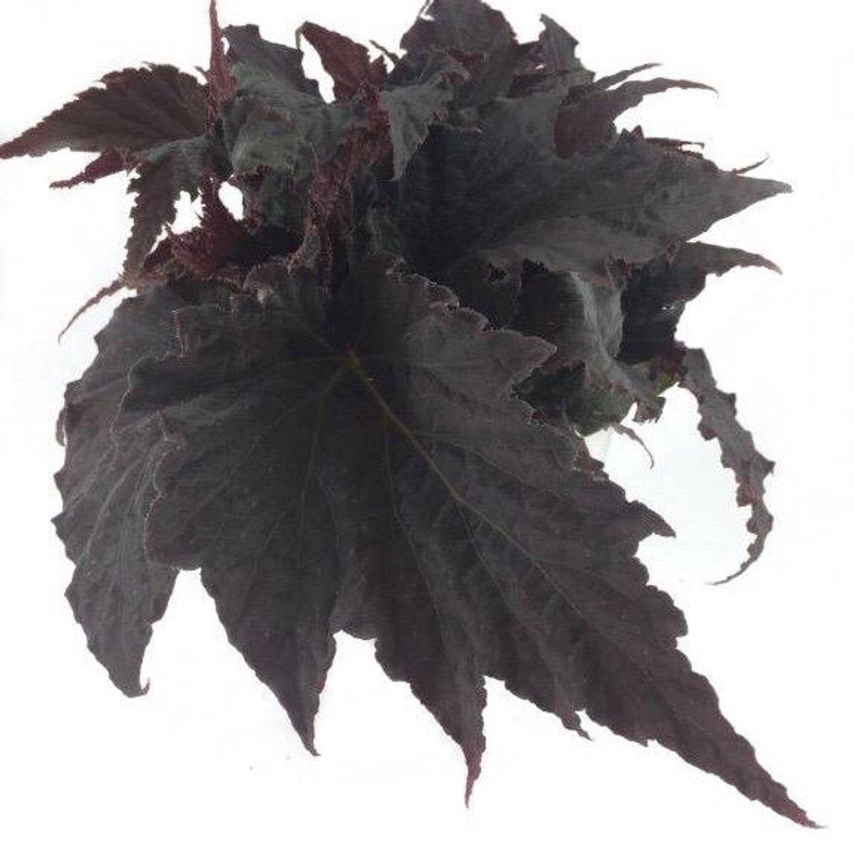 Begonia 'Royal Velour' — Рослини оптом FlorAccess