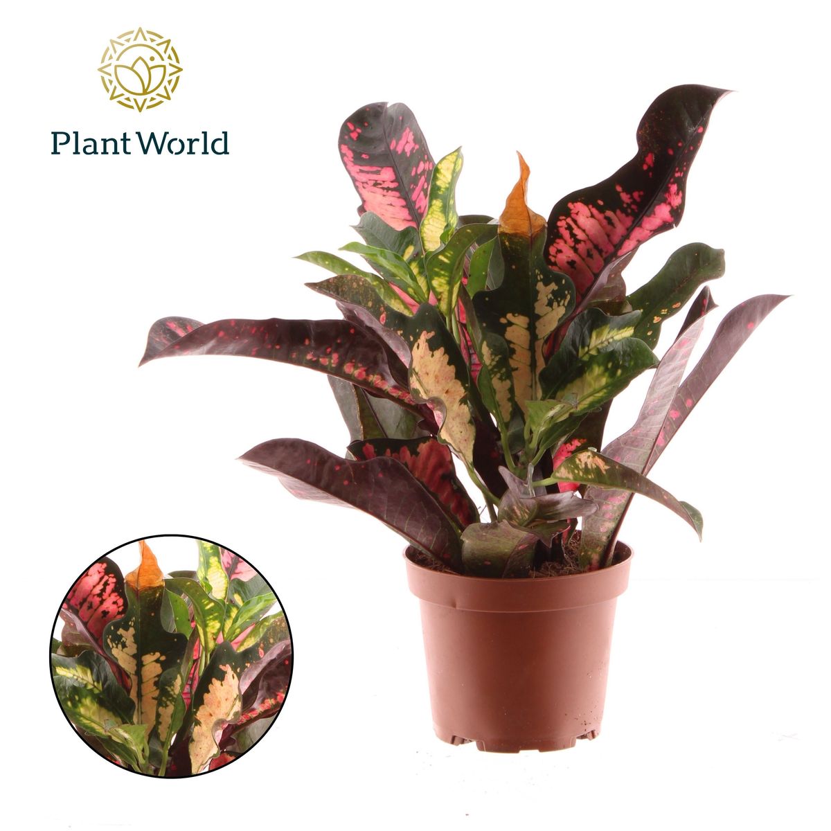 Codiaeum variegatum 'Wilma' — Plant Wholesale FlorAccess