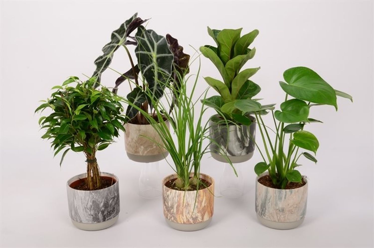 Houseplants MIX — Plant Wholesale FlorAccess