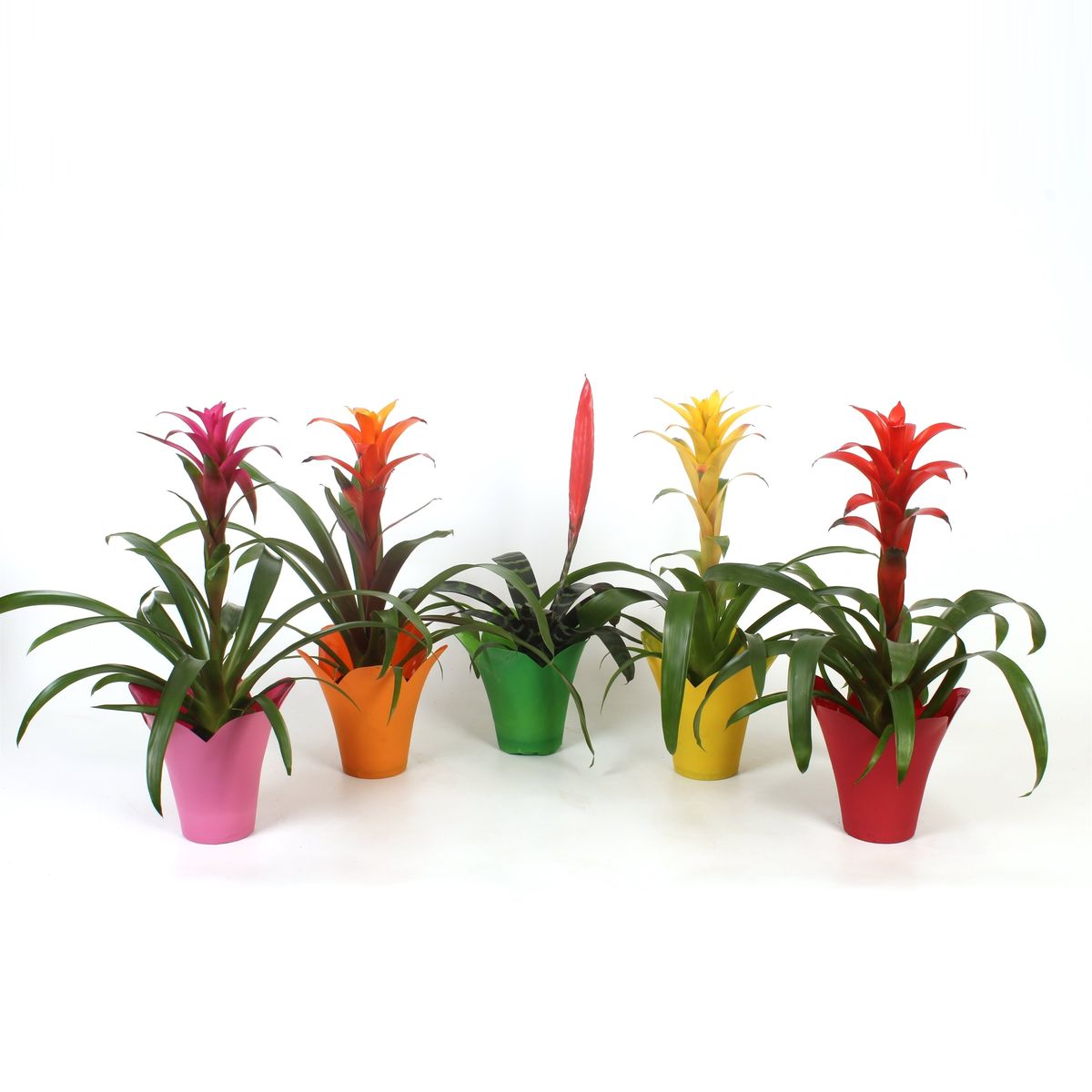 Bromelia MIX — Plant Wholesale FlorAccess