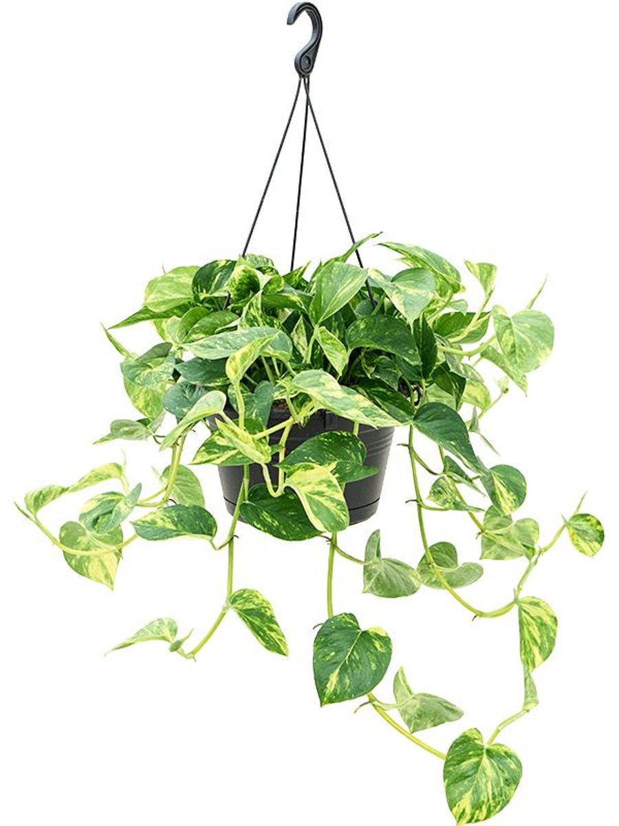 Epipremnum aureum — Plant Wholesale FlorAccess