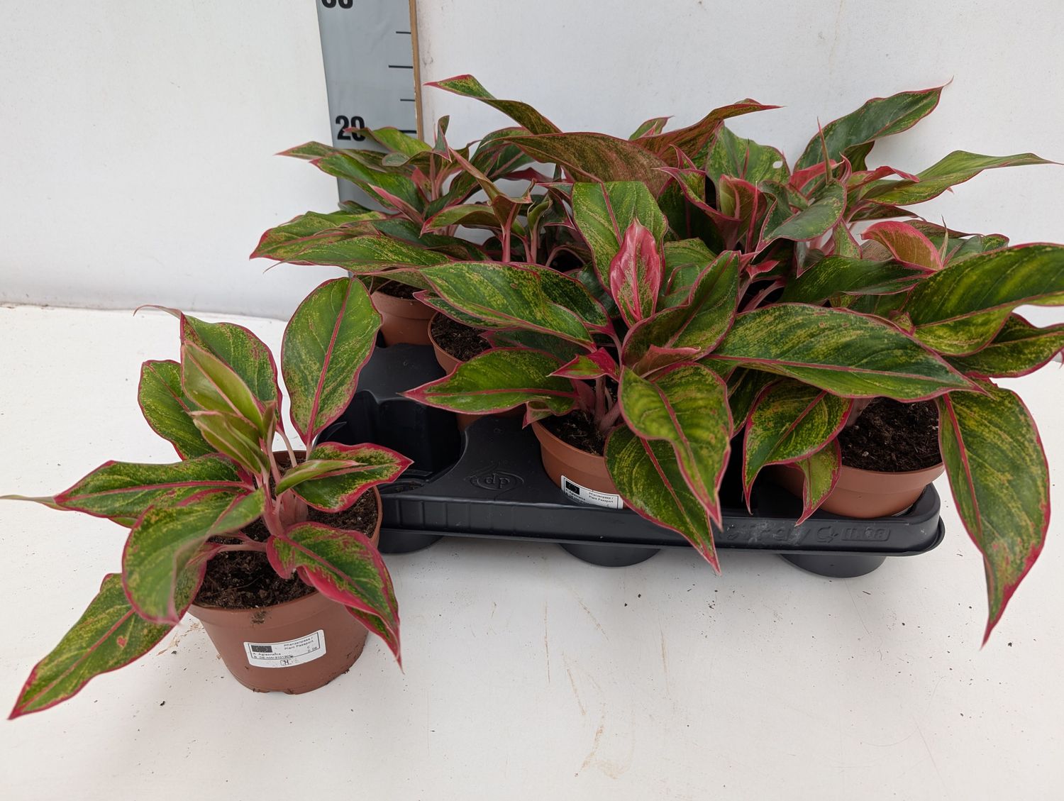 Aglaonema CRETE — Plant Wholesale FlorAccess