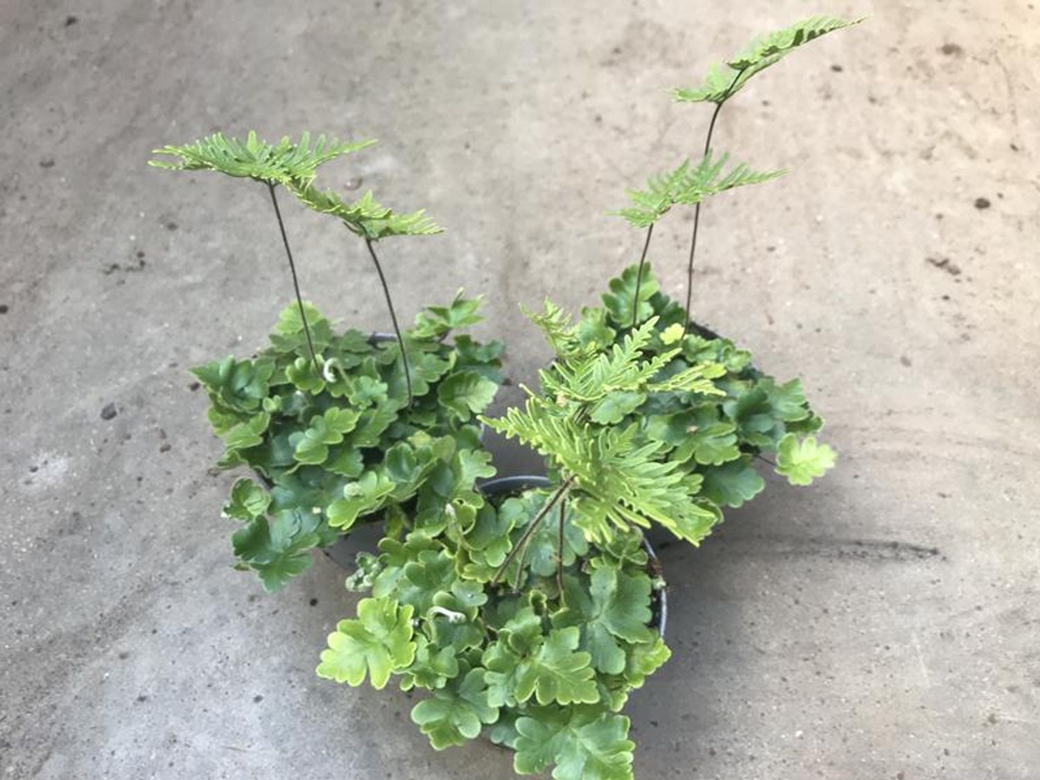 Doryopteris pilosa gemmifera — Plant Wholesale FlorAccess