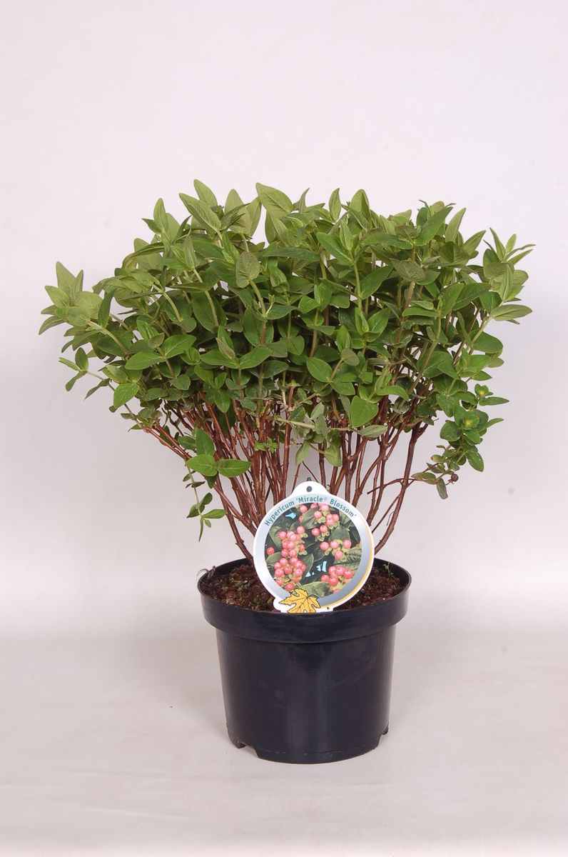 Hypericum MIRACLE BLOSSOM — Plant Wholesale FlorAccess