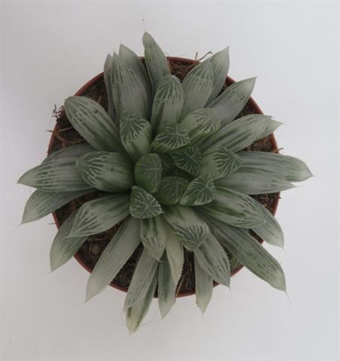 Haworthia cooperi pilifera 'Silver Swirl' — Plant Wholesale FlorAccess