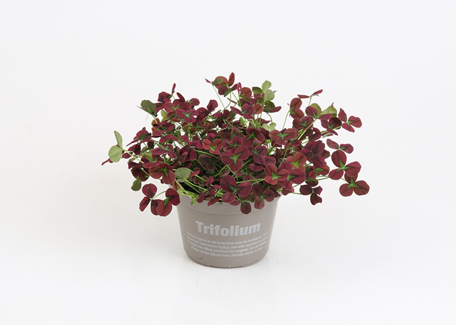 Trifolium repens 'Isabella' — Plant Wholesale FlorAccess