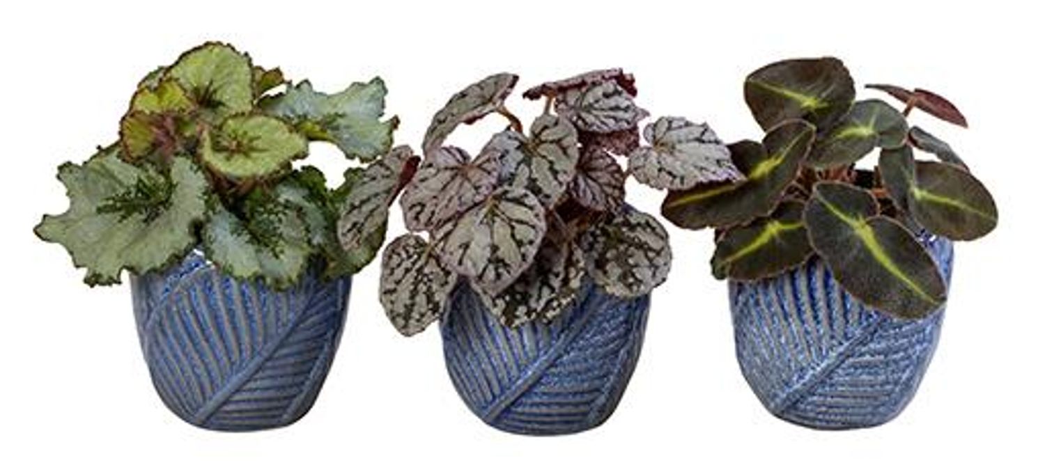 Begonia REX MIX — Plant Wholesale FlorAccess