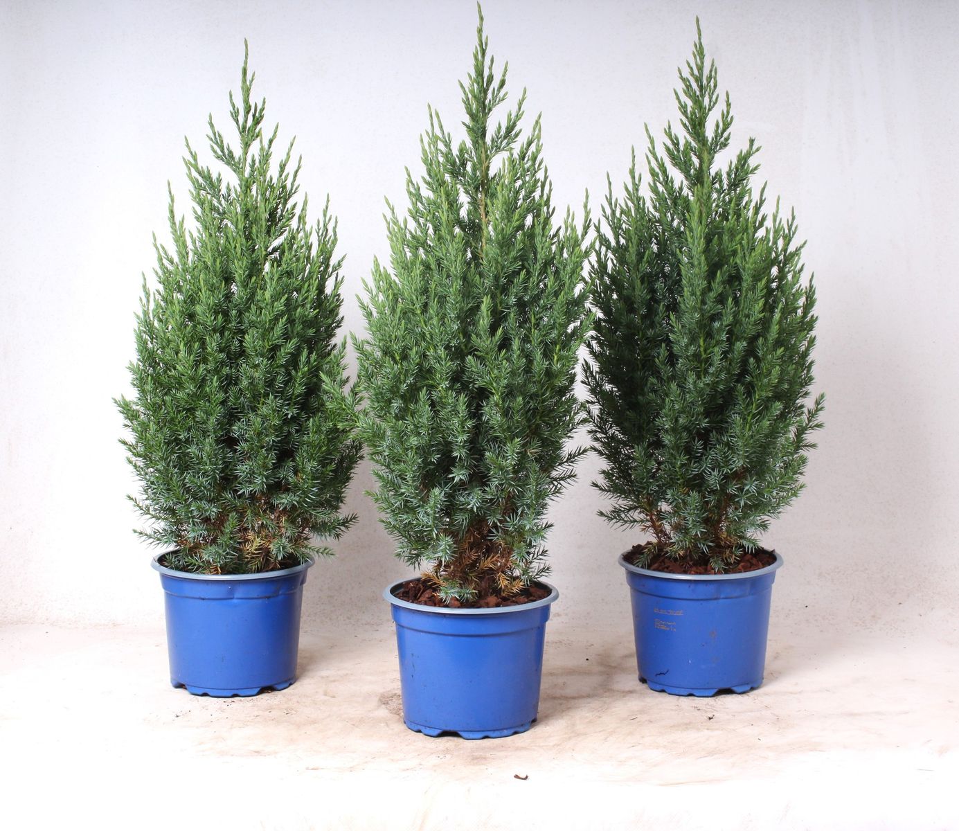 Juniperus chinensis 'Stricta' — Plant Wholesale FlorAccess
