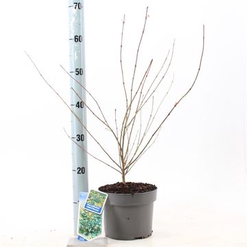 Acer palmatum 'Little Princess' — Plant Wholesale FlorAccess