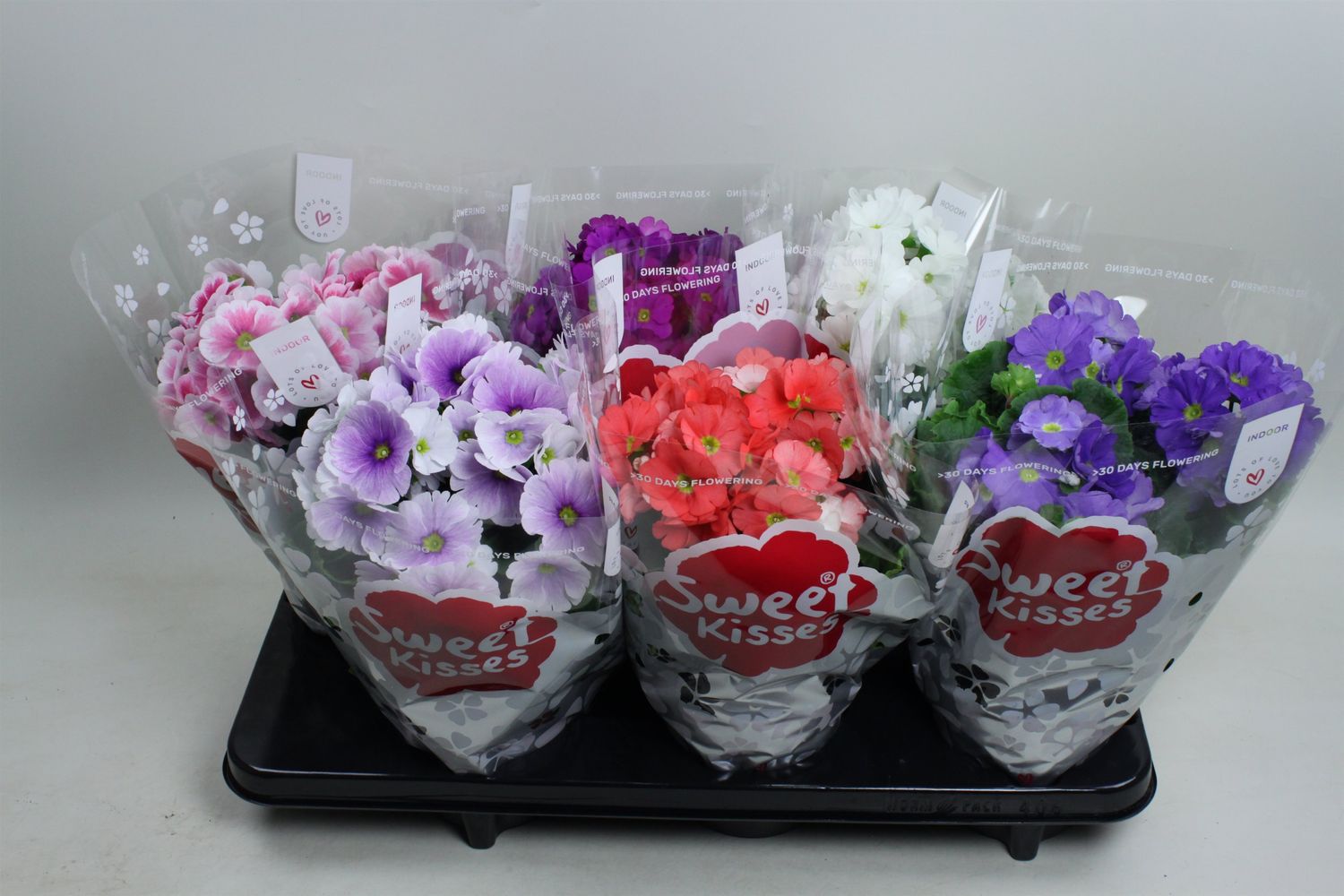 Primula obconica SWEET KISSES MIX — Plant Wholesale FlorAccess