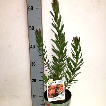 Leucadendron 'African Spice' — Plant Wholesale FlorAccess