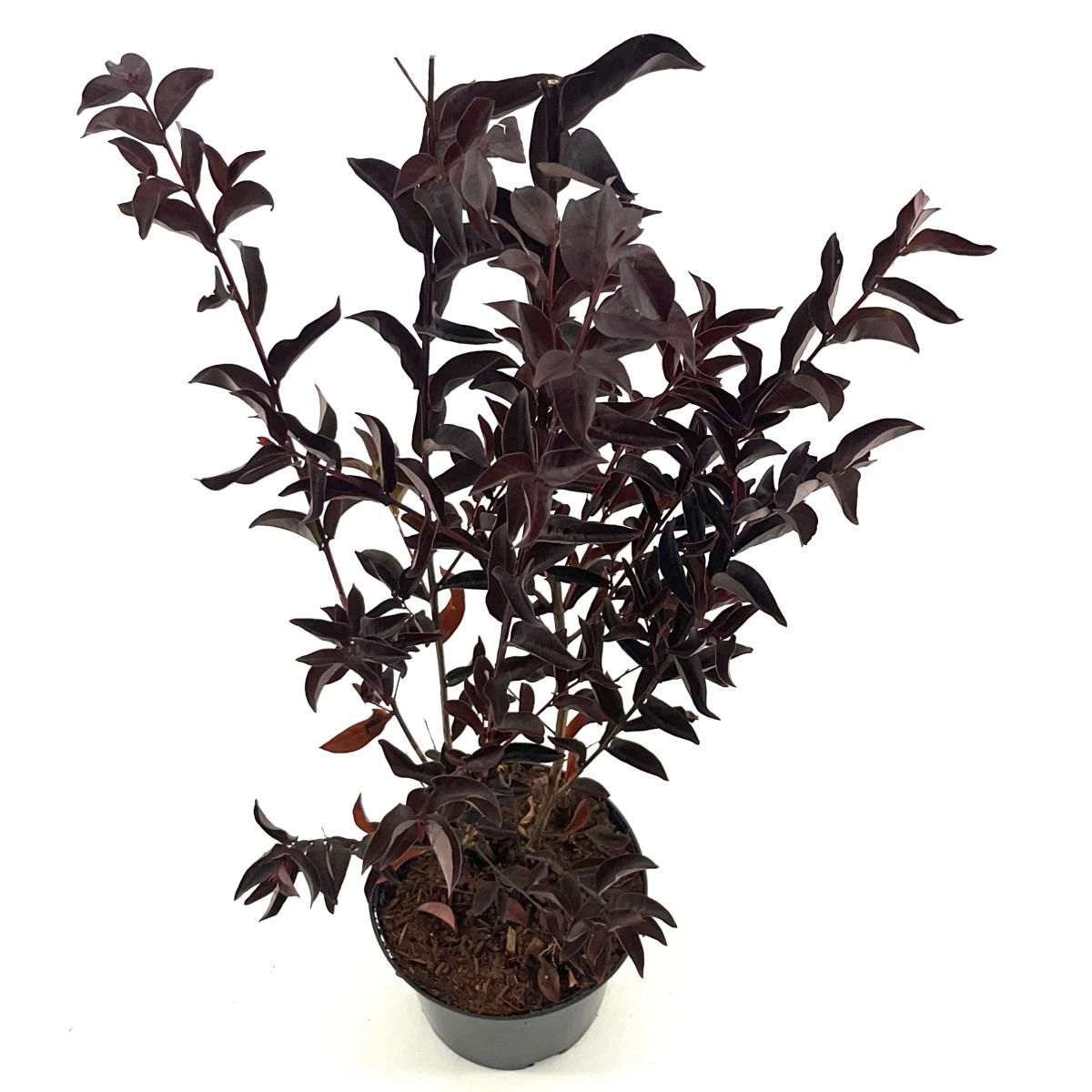 Lagerstroemia indica SHELL PINK — Plant Wholesale FlorAccess