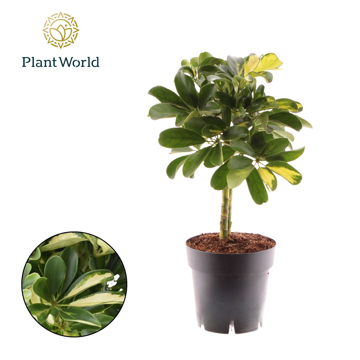 Schefflera arboricola 'Gold Capella' — Plant Wholesale FlorAccess