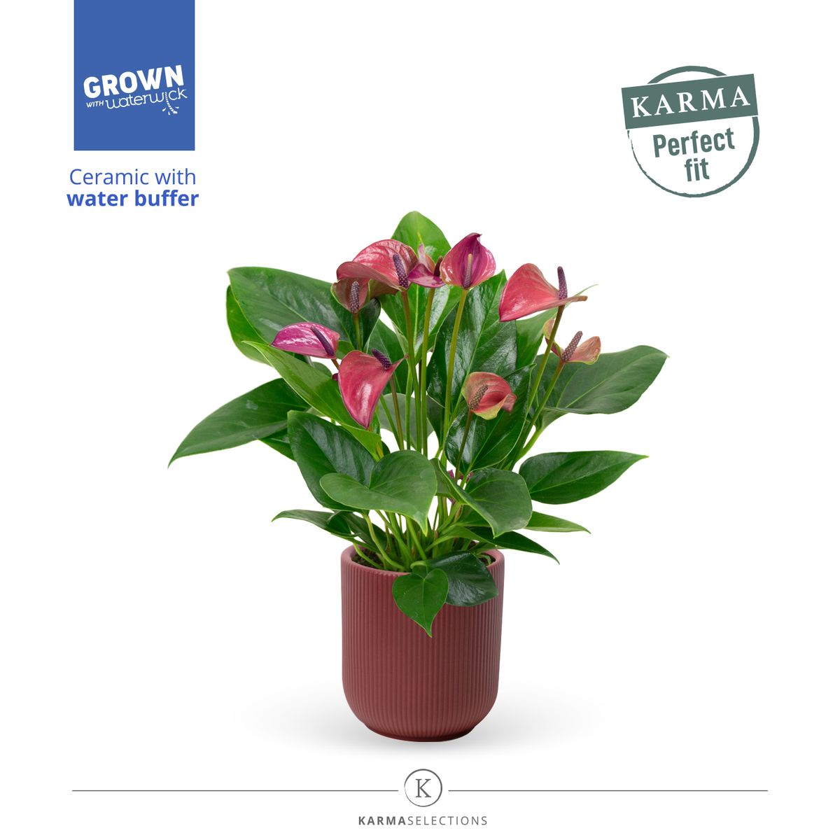 Anthurium KARMA PURPLE — Plant Wholesale FlorAccess