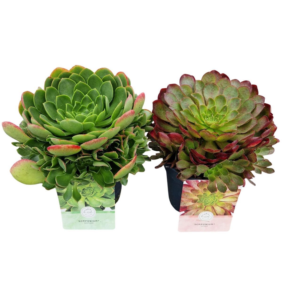 x Semponium MIX — Plant Wholesale FlorAccess