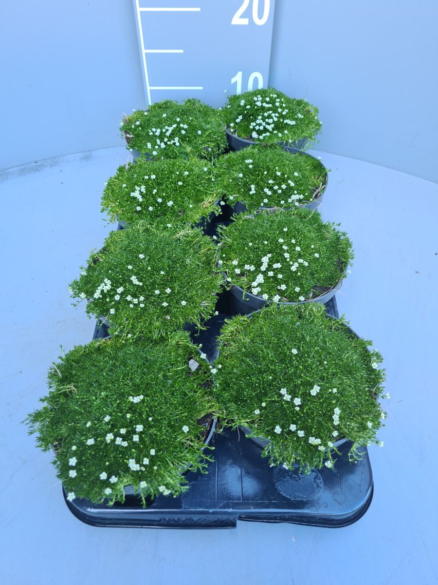 Sagina subulata — Plant Wholesale FlorAccess