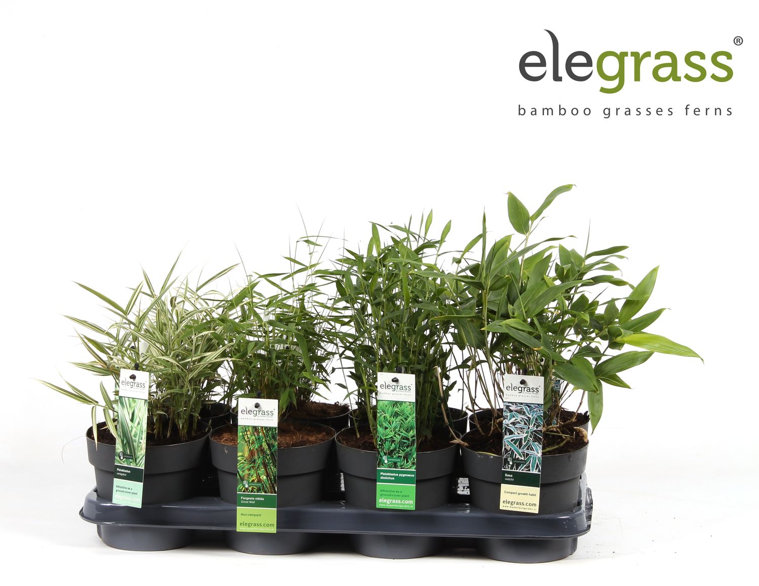 Bamboo MIX — Plant Wholesale FlorAccess
