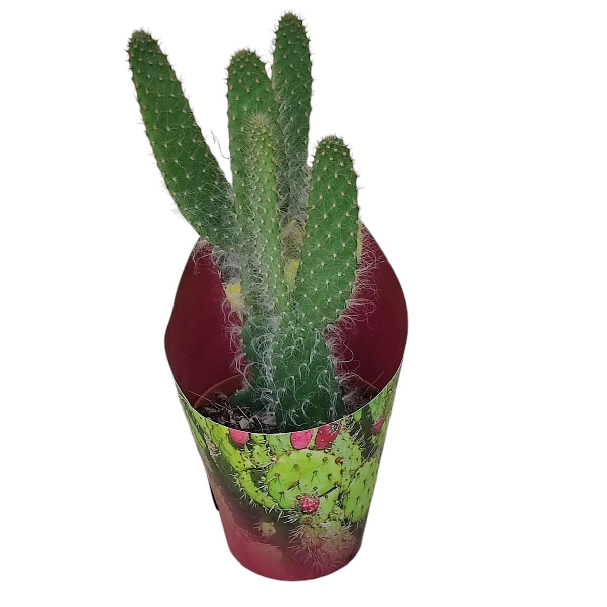 Opuntia engelmannii 'Boskowitz' — Plant Wholesale FlorAccess