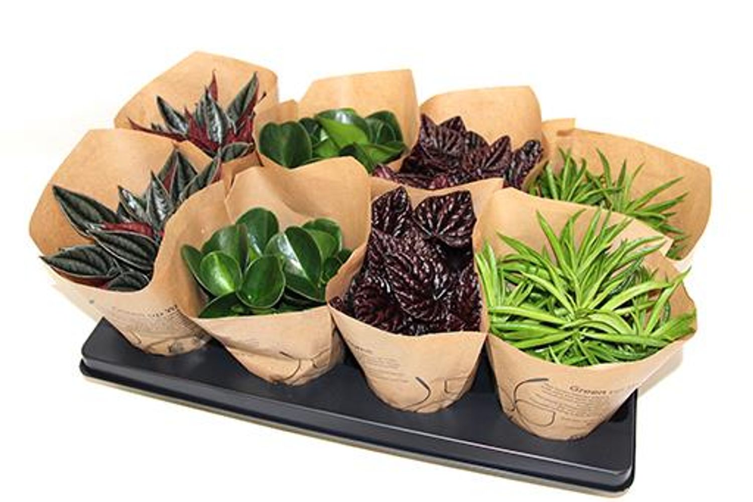 Peperomia MIX — Plant Wholesale FlorAccess