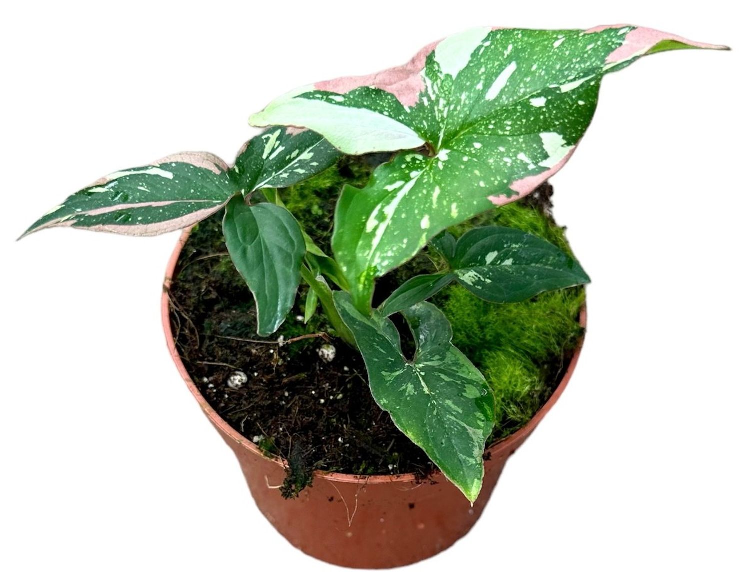 Syngonium RED SPOT TRICOLOR — Plant Wholesale FlorAccess