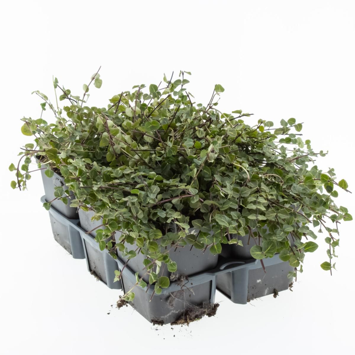 Mitchella repens — Plant Wholesale FlorAccess