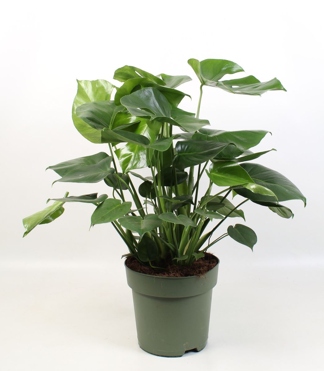 Monstera deliciosa — Plant Wholesale FlorAccess