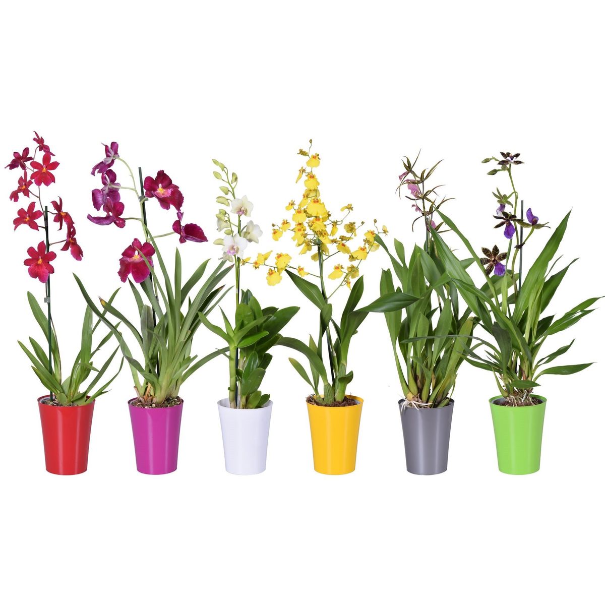 Orchid MIX — Plant Wholesale FlorAccess