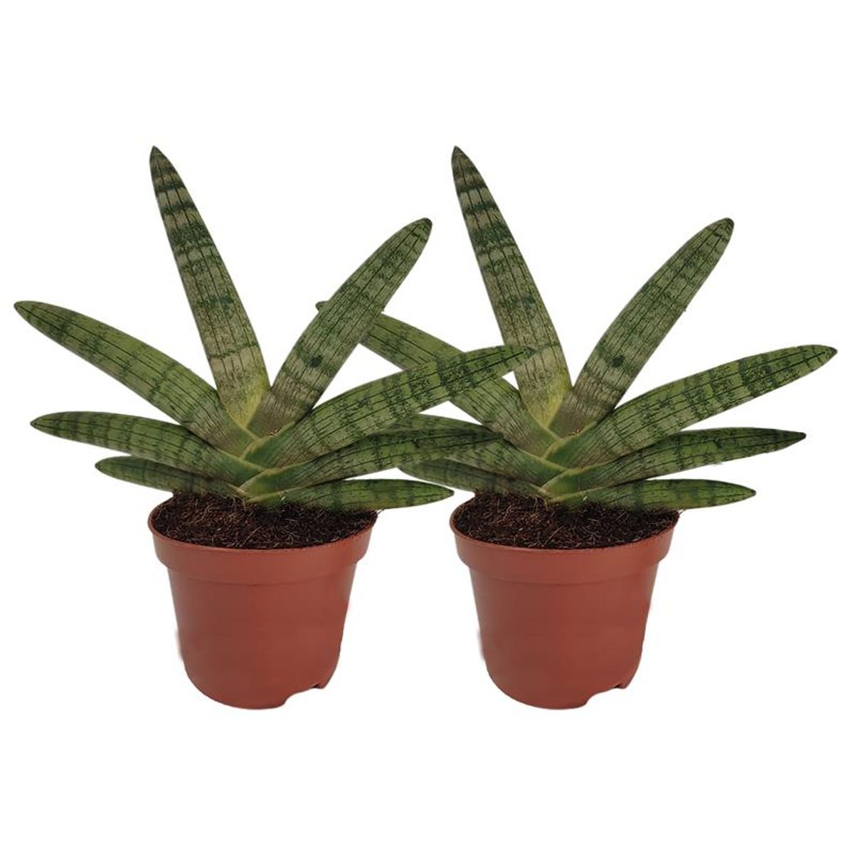 Sansevieria 'Boncellensis' — Plant Wholesale FlorAccess