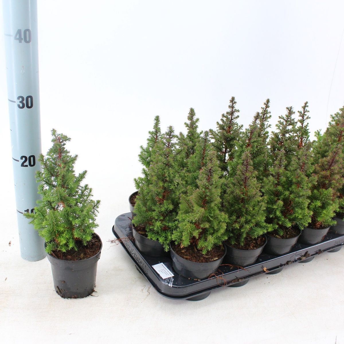 Chamaecyparis thyoides 'Top Point' — Plant Wholesale FlorAccess