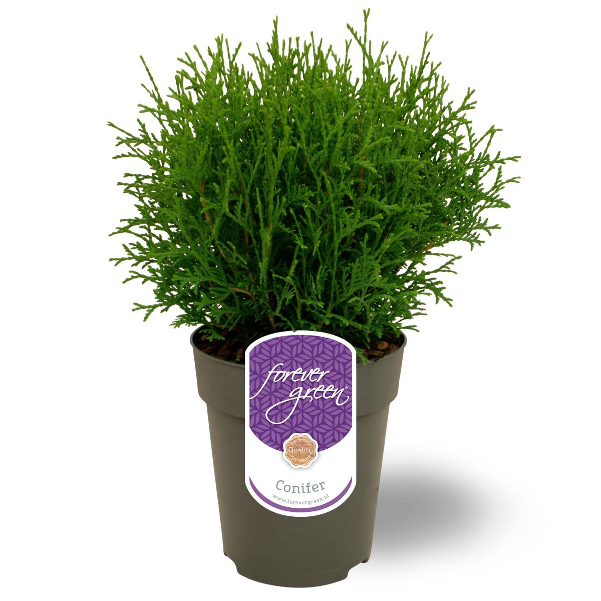 Thuja occidentalis 'Tiny Tim' — Plant Wholesale FlorAccess