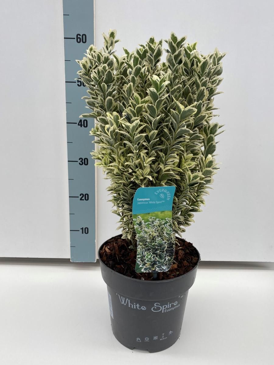 Euonymus japonicus 'White Spire' — Plant Wholesale FlorAccess