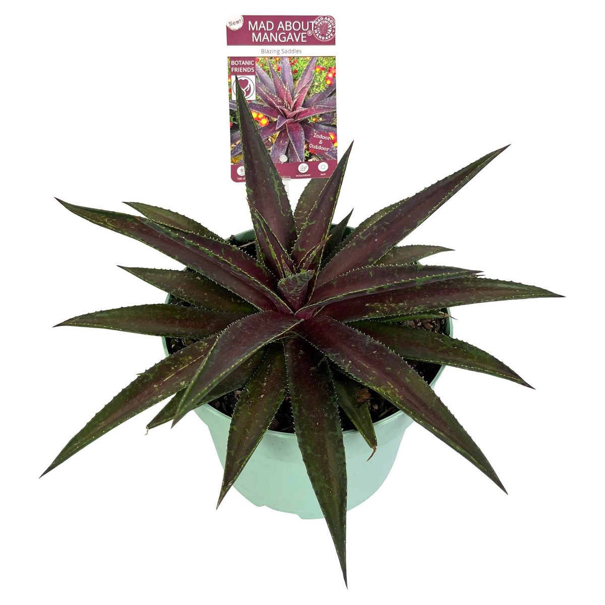 x Mangave 'Blazing Saddles' — Plant Wholesale FlorAccess