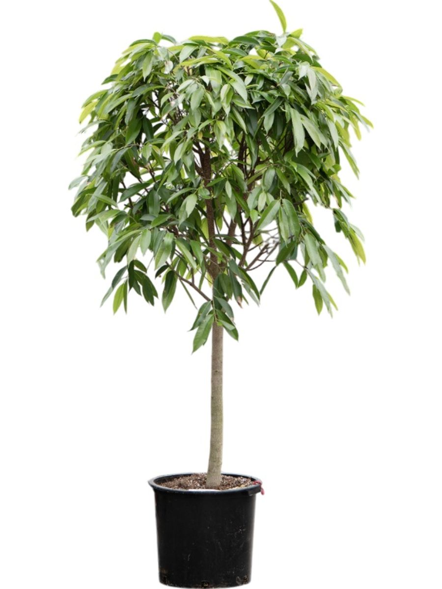 Ficus binnendijkii 'Amstel King' — Plant Wholesale FlorAccess