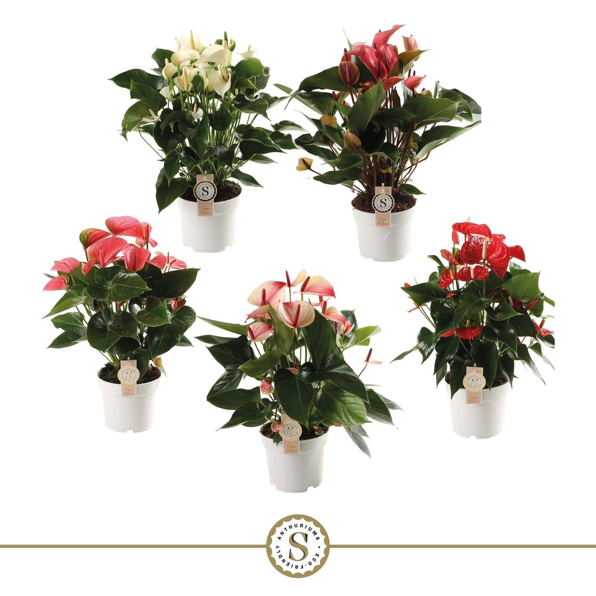 Anthurium MIX — Plant Wholesale FlorAccess