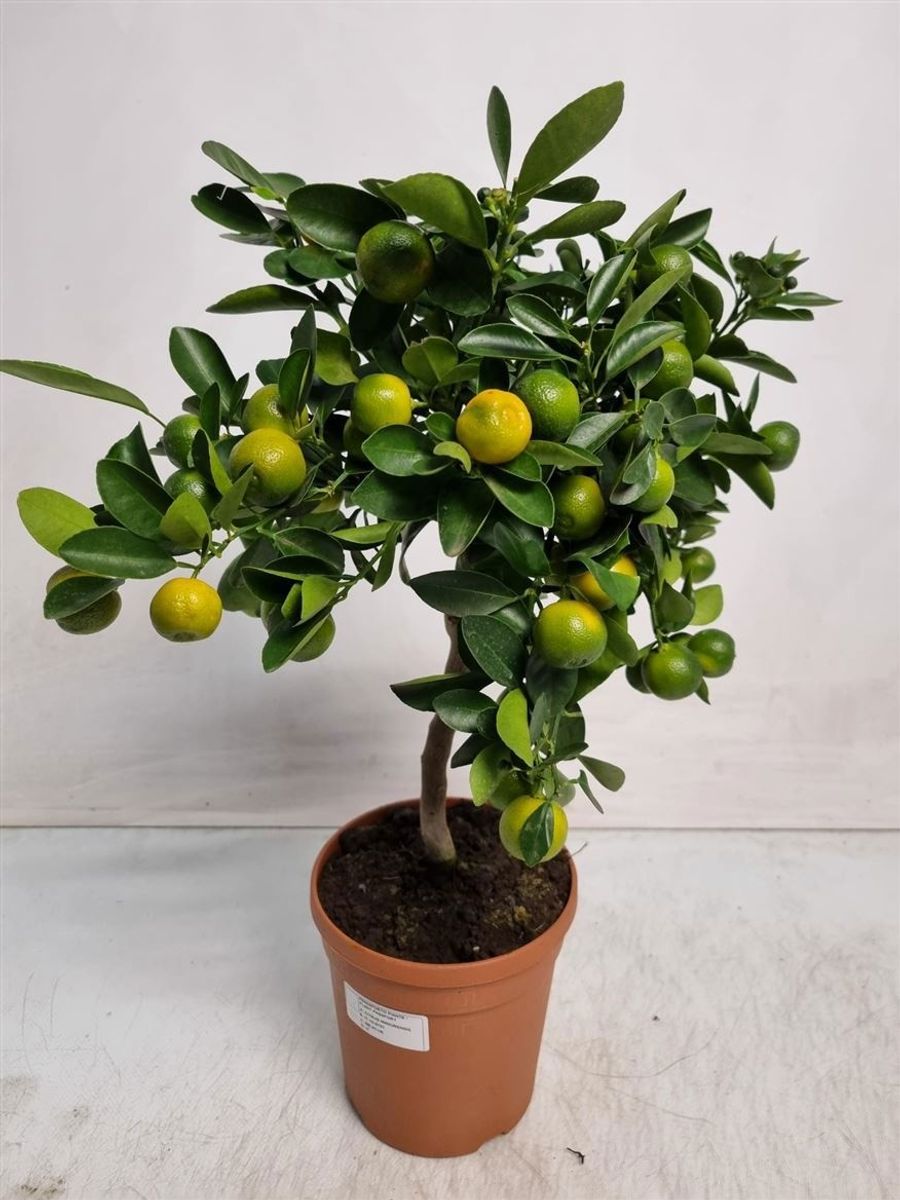 Citrus x microcarpa — Plant Wholesale FlorAccess