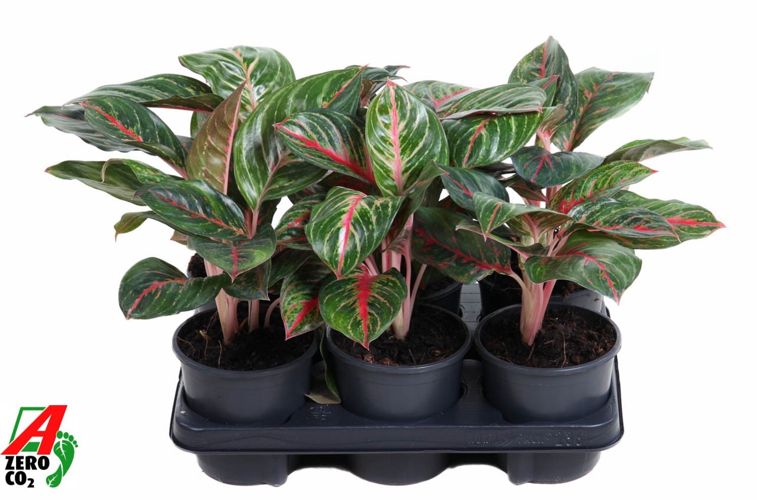 Aglaonema 'Red Emerald' — Plant Wholesale FlorAccess
