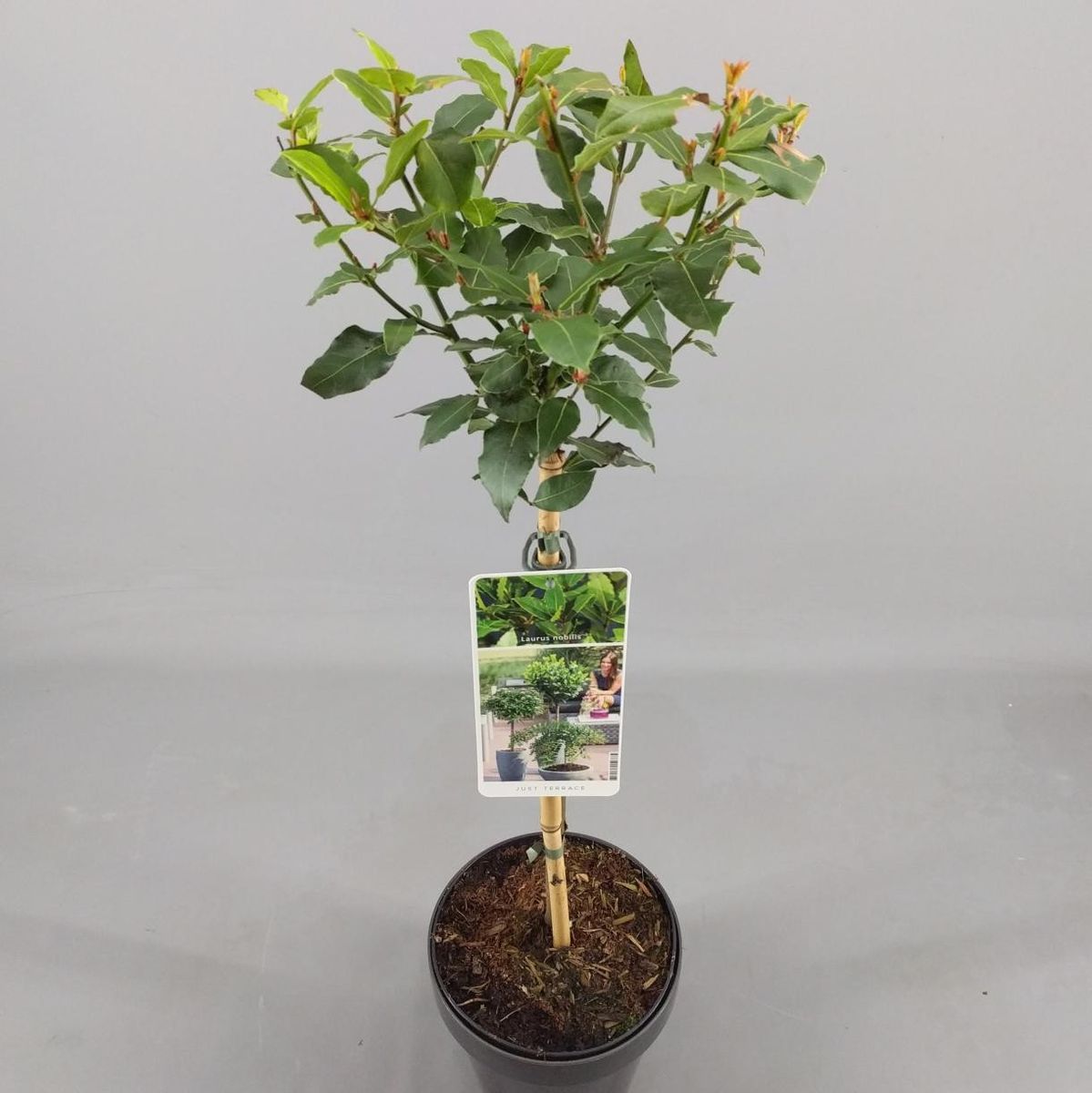 Laurus nobilis — Plant Wholesale FlorAccess