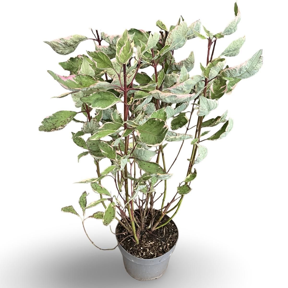 Cornus alba MIRACLE — Pflanzengroßhandel FlorAccess