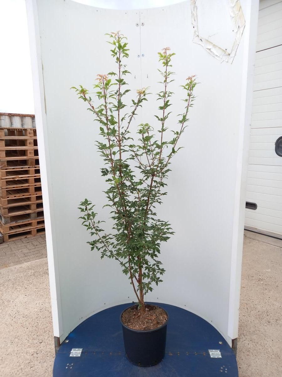 Acer griseum — Plant Wholesale FlorAccess