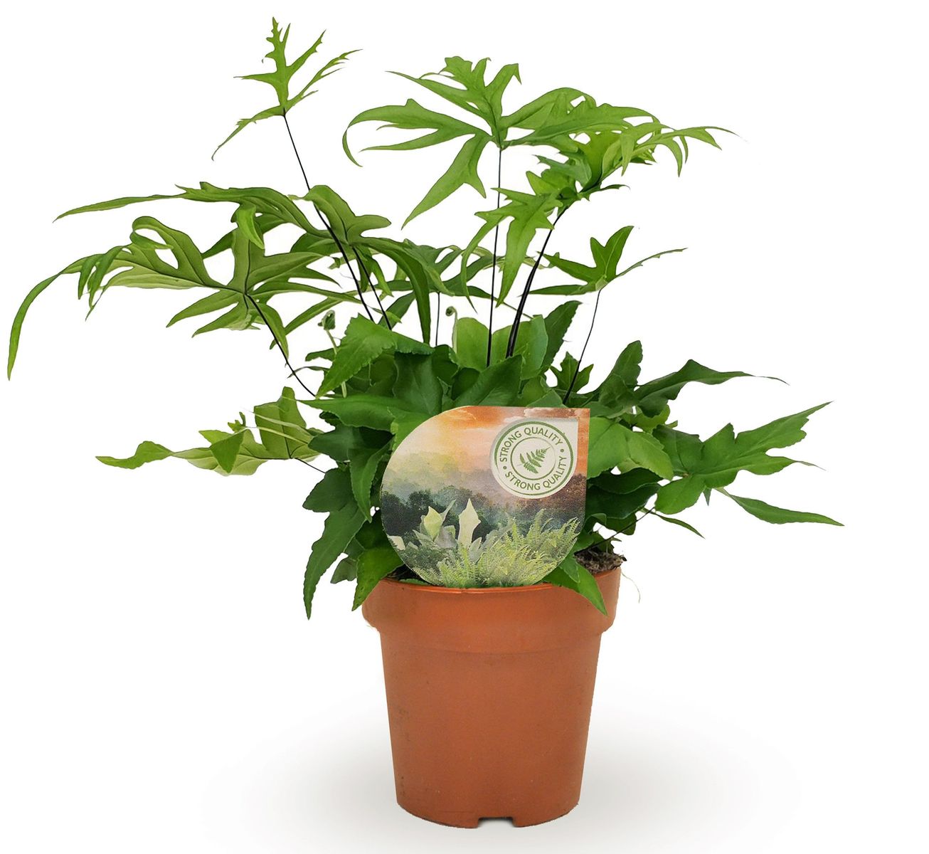 Doryopteris pedata — Plant Wholesale FlorAccess