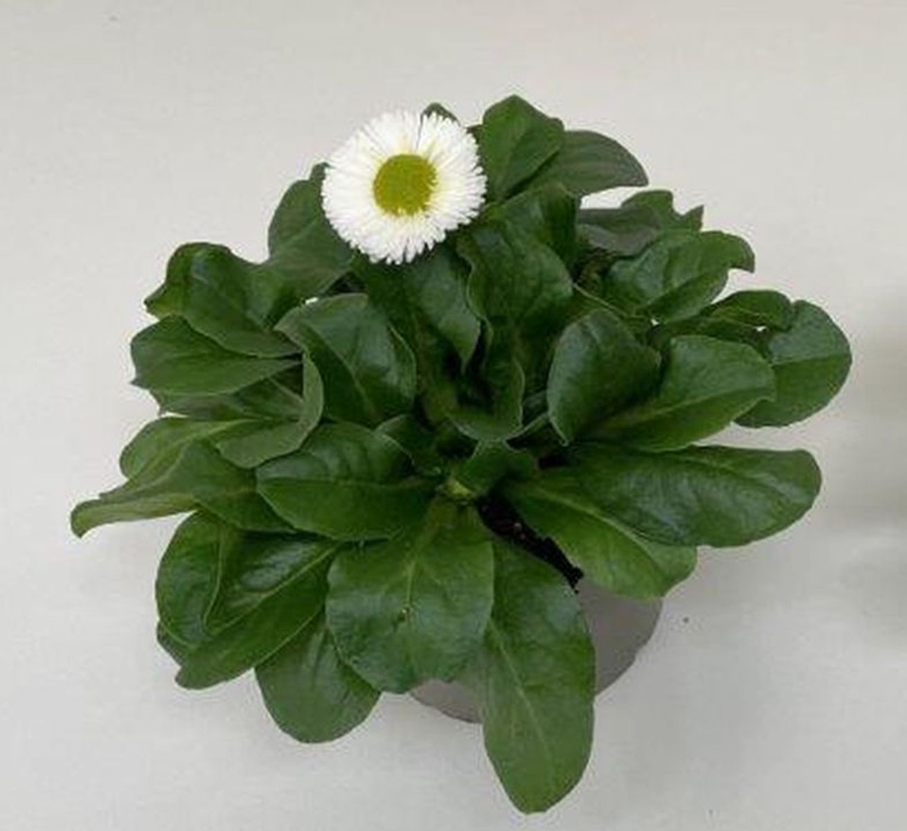 Bellis perennis 'Speedstar White' — Plant Wholesale FlorAccess