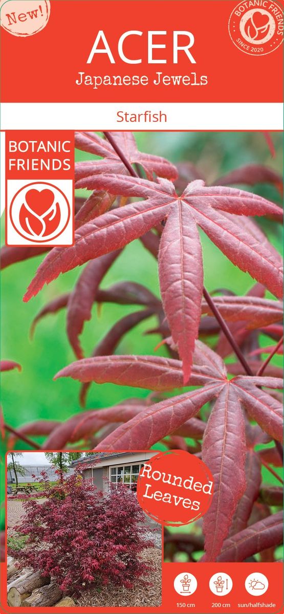 Acer palmatum 'Starfish' — Рослини оптом FlorAccess