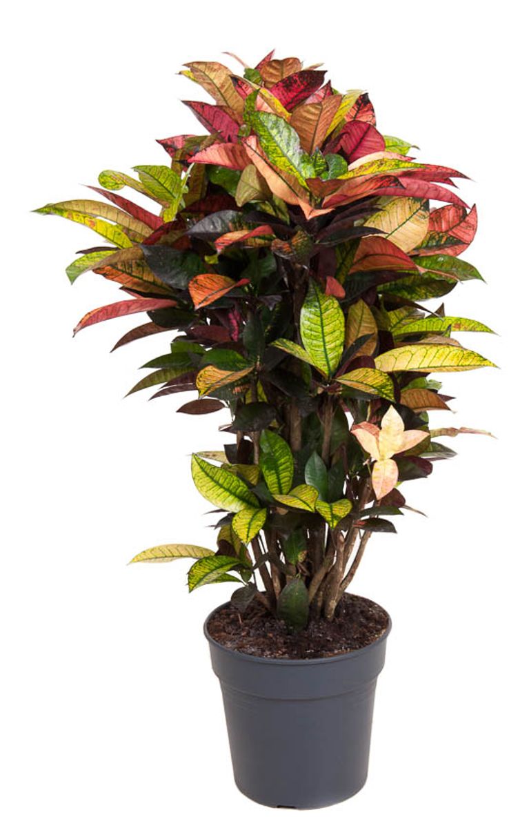 Codiaeum variegatum 'Mrs Iceton' — Plant Wholesale FlorAccess