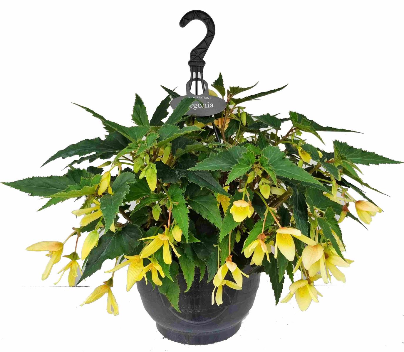 Begonia boliviensis GROOVY MELLOW YELLOW — Plant Wholesale FlorAccess
