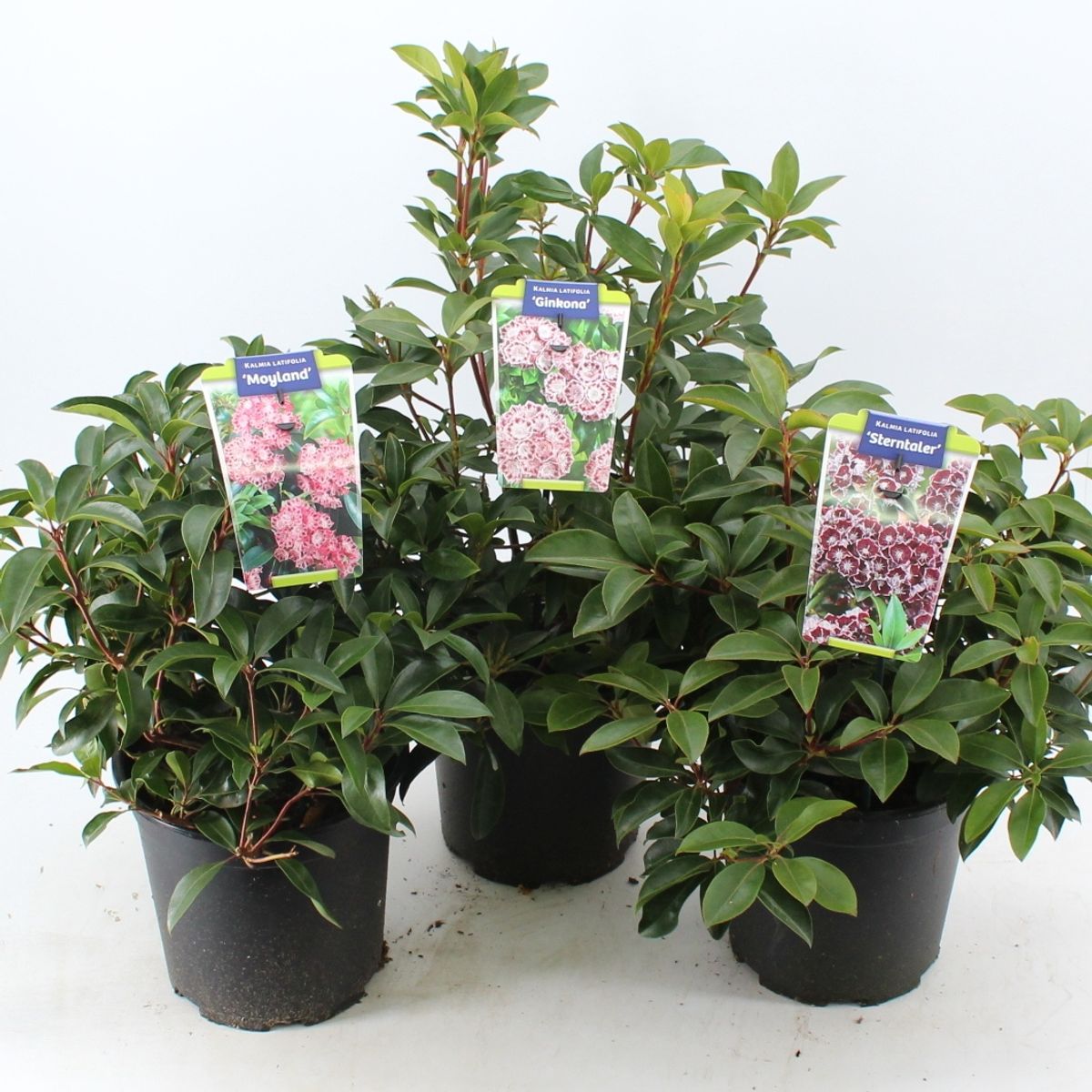 Kalmia latifolia MIX — Pflanzengroßhandel FlorAccess