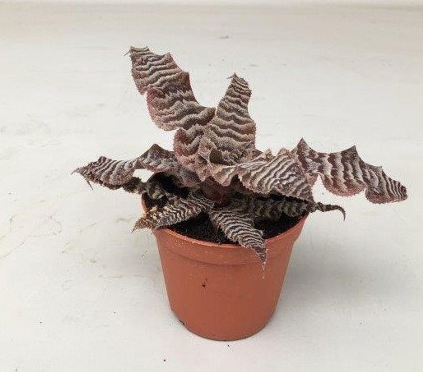Cryptanthus zonatus — Plant Wholesale FlorAccess