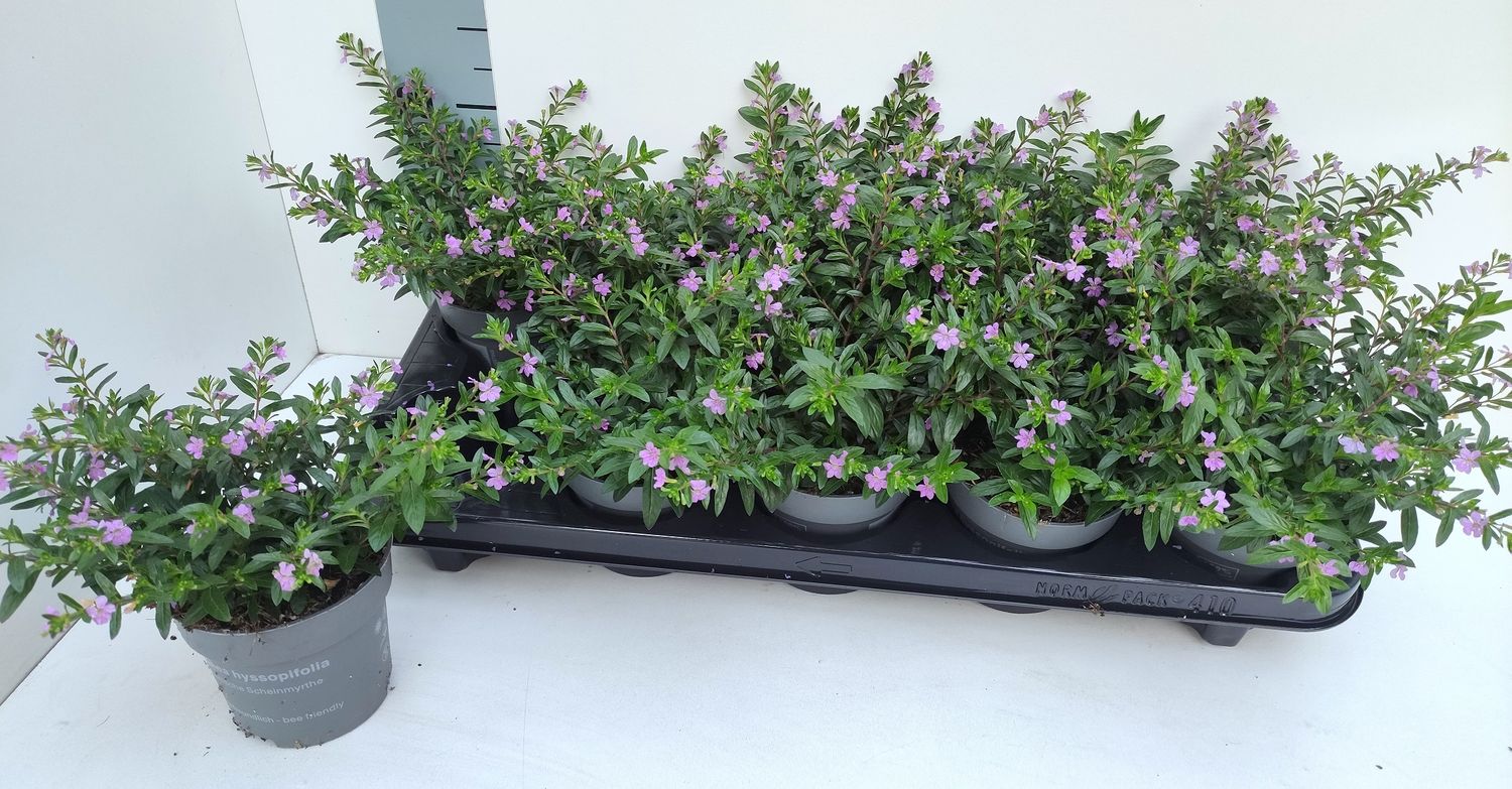 Cuphea hyssopifolia — Plant Wholesale FlorAccess