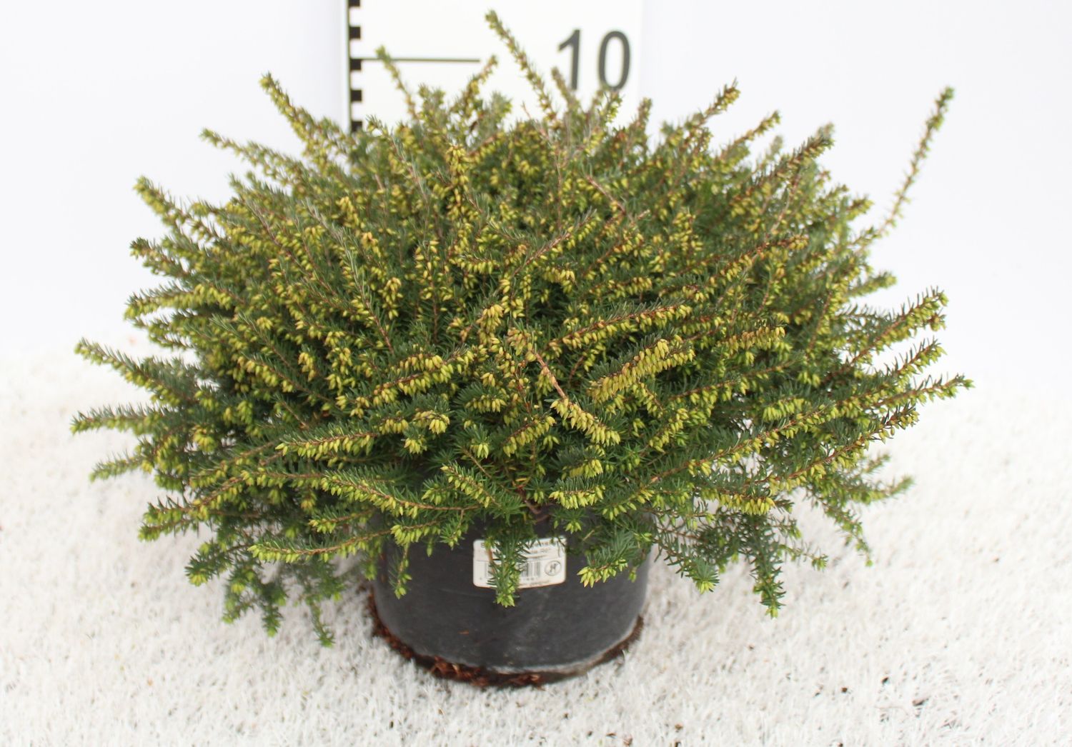 Erica x darleyensis 'Kramer's Rote' — Plant Wholesale FlorAccess